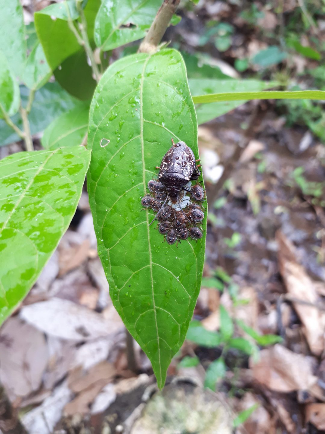 “There’s more than one type of each thing…” in Peru’s native cacao ...